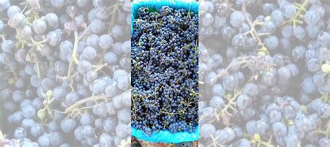 Виноград винный купить в Волгограде Товары для дома и дачи Авито