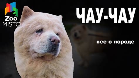 Чау чау Все о породе собаки Собака породы Чау чау Youtube