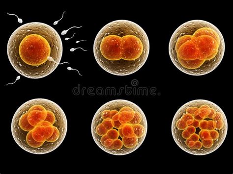 Fertilized Egg Cell Division Stock Vector Illustration Of Membrane Ovocyte 118635167