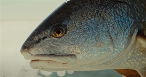 Hooked On Redfish Midcurrent