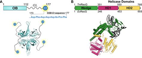 Ssb And Recg Domain Layouts And Structures A E Coli Ssb Domain