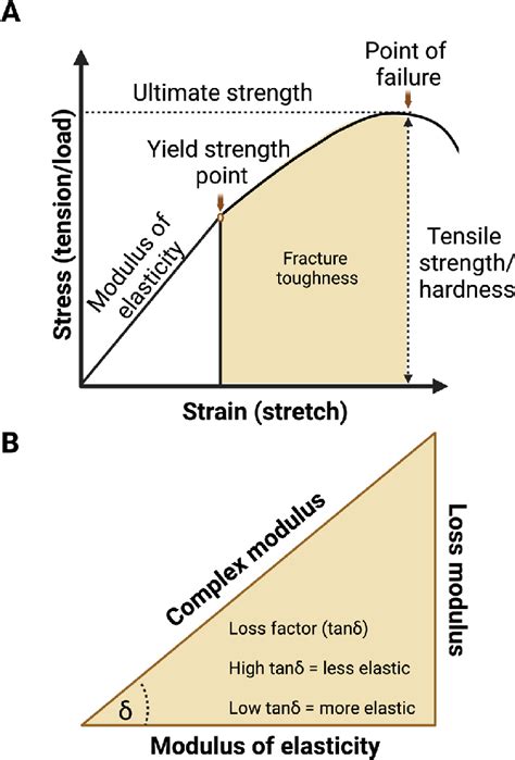 Schematic Graphs That Illustrate The Relationships Between Different