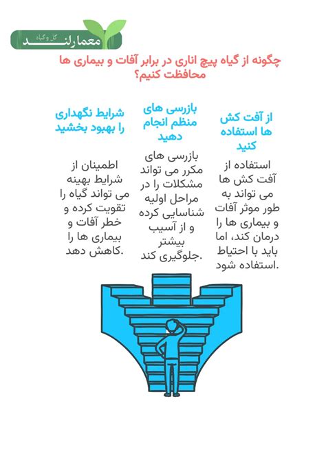آشنایی با گیاه رونده پیج اناری
