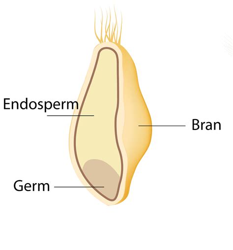 Wheat Grain Diagram