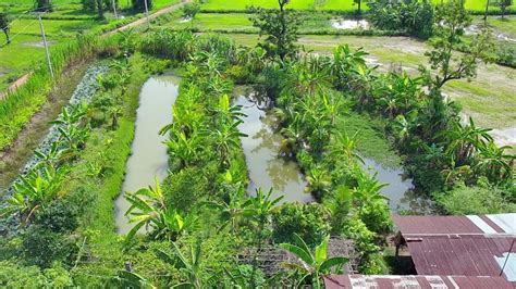 สวนผสมผสานในพื้นที่ 1ไร่ อัดแน่นด้วยคุณภาพ ขุดคลองไส้ไก่เอง 1เดือนเสร็จ สุดยอดเลียครับ Youtube