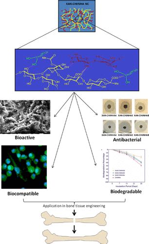 羟基磷灰石纳米粒子强化黄原胶 壳聚糖基聚电解质复合支架以支持骨质友好环境 Acs Applied Bio Materials X Mol