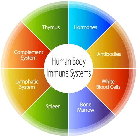 Immune System Cells Diagram