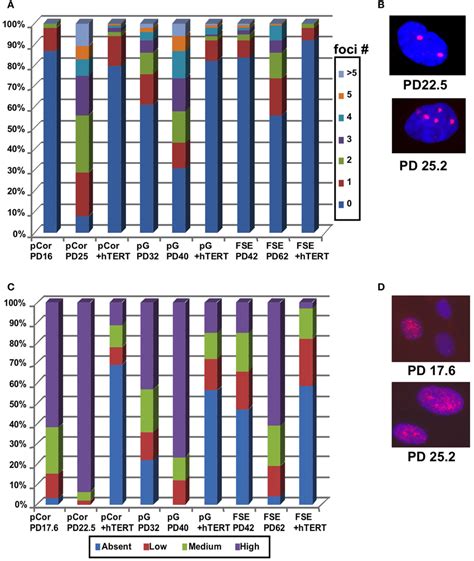 Figure A9 Bisulfite Analysis Of Subtelomeric Region Xq Bisulfite Download Scientific Diagram