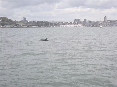 Delphininae Humboldt Life Lost Coast Outpost Humboldt County News