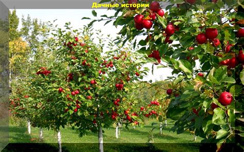 Цветы плодовых деревьев фото и картинки 69 штук