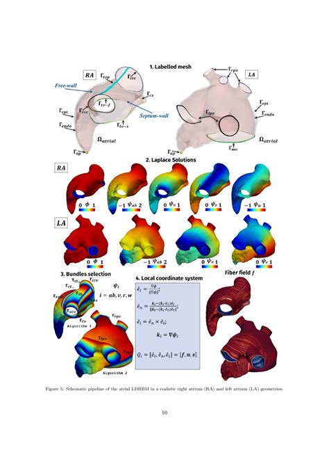 Modeling Cardiac Muscle Fibers In Ventricular And Atrial Electrophysiology Simulations Deepai