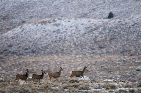 Americas Longest Mule Deer Migration Discovered In Wyoming Wyofile