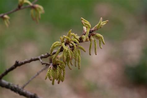 Premium Photo Quercus Variabilis Develops Catkin Inflorescence In The