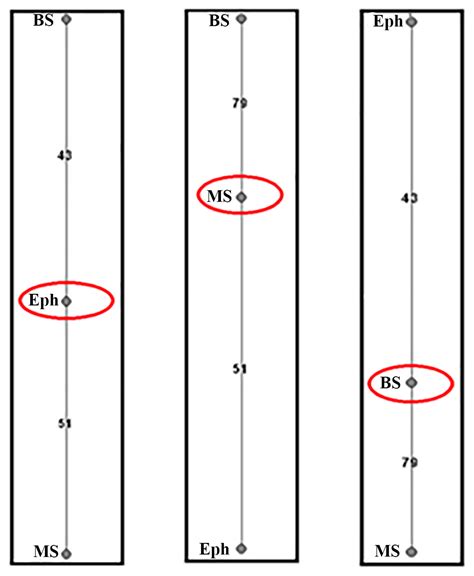 JMSE Free Full Text Seasonal Dynamics Of Microphytobenthos Distribution In Three Ecotopes On