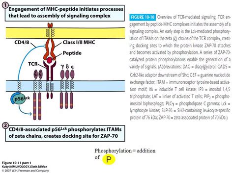 T Cell Development Maturation Activation And Differentiation Pptx