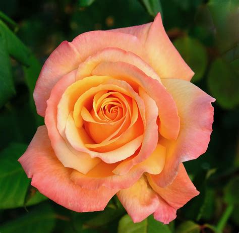 Roses Plant Care And Collection Of Varieties Garden Org