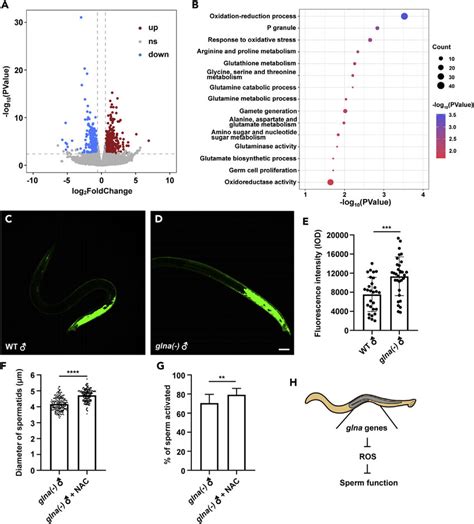 C Elegans Glna Genes Promote Sperm Function By Maintaining Cellular Download Scientific