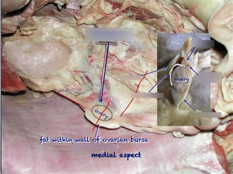 Urogenital Structures Female Reproductive System Diagram Quizlet