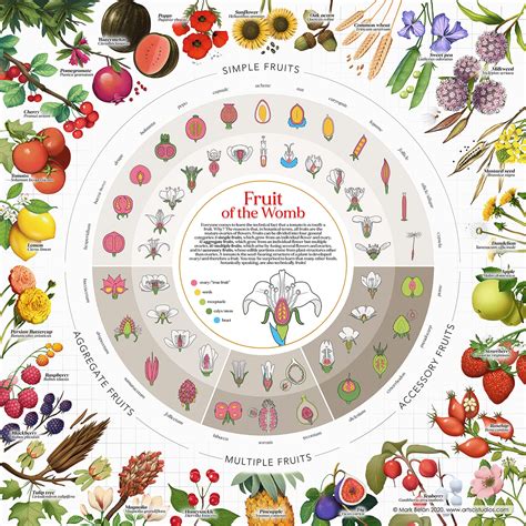 The Botanical Classification Of Fruit Images Behance