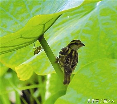到桐梓縣茅石鎮看荷仙姑 每日頭條
