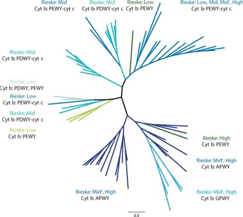 The Phylogenetic Tree Of Rieske Isp The Unrooted Tree Of Rieske Isp