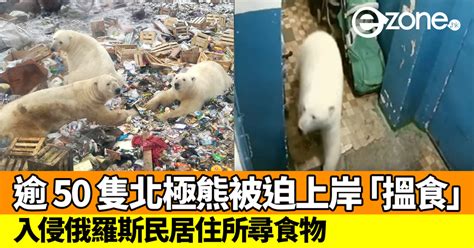 俄羅斯逾 50 隻北極熊被迫上岸「搵食」 全球暖化致生態改變 Ezone