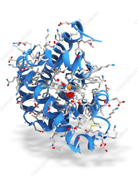 Myoglobin Molecule Stock Image C015 5160 Science Photo Library