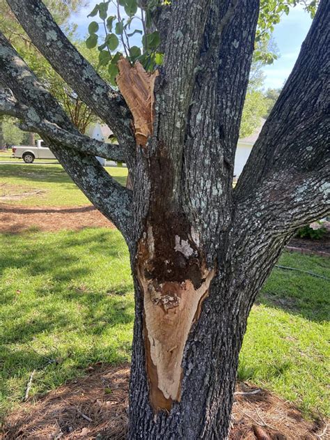 Problematic Trees How To Handle Rlandscaping