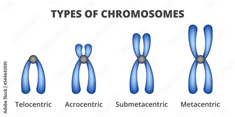 Classification Of Chromosomes Telocentric Acrocentric Submetacentric Metacentric