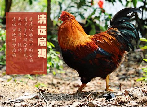 280天清远大公鸡扇鸡 农家散养土鸡新鲜月子鸡走地鸡草鸡现杀现发 淘宝网