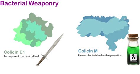 Chapter 4 The Enemy Of My Enemy Is My Friend Introducing Phages And Colicins The Future Is