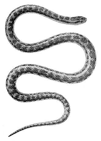 Elaphe Sauromates Wikipedia Tiếng Việt