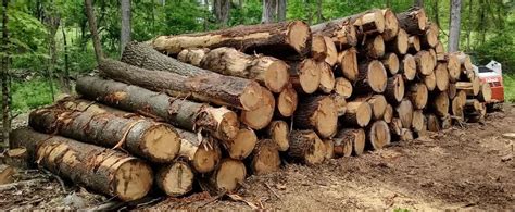 Basics Of Log Preparation Mill Market