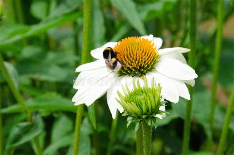 Honey Bee Covered In Pollen In The Middle Of A Yellow And White Daisy