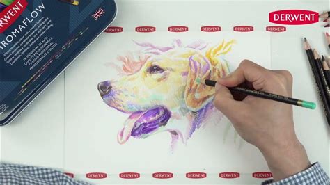 이재경 작가의 더웬트 크로마플로우 색연필로 리트리버 그리기 Youtube