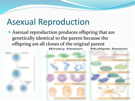 Solution Asexual Vs Sexual Reproduction Powerpoint Studypool