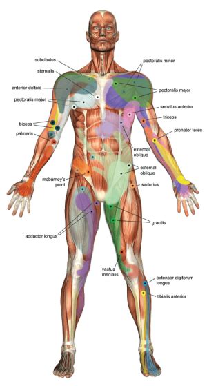 Sartorius Trigger Points