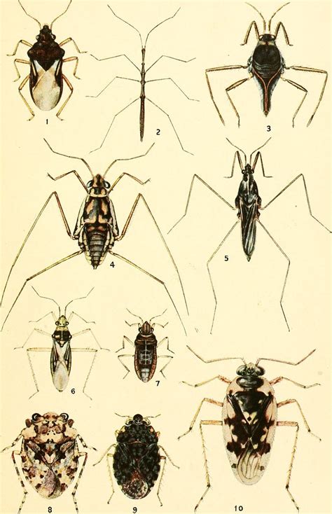 Aquatic Hemiptera