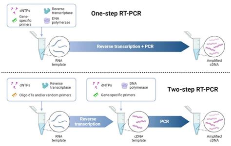 Rt Pcr Definition Principle Enzymes Types Steps Uses