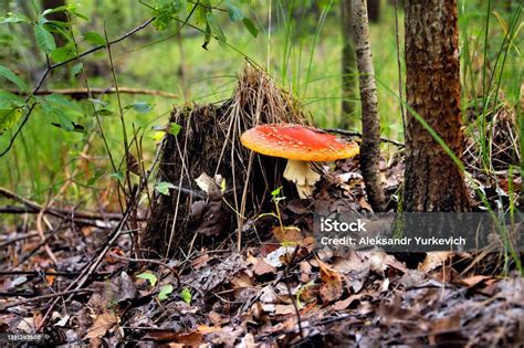 자연 환경 가을 숲 녹색 이끼 잔디 죽은 잎 착색 화창한 날에 날아 다니는 무식의 먹을 수없는 독성 버섯 한 쌍 0명에 대한