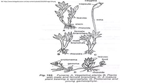 Funaria Diagram Explanation