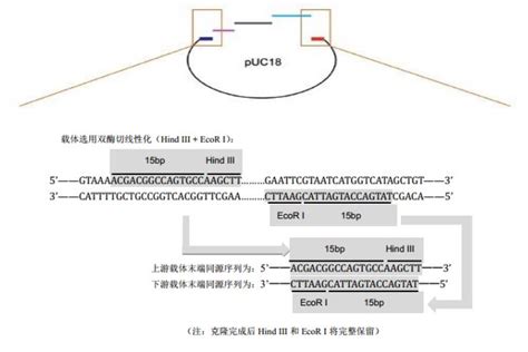 一步法快速克隆试剂盒 多片段