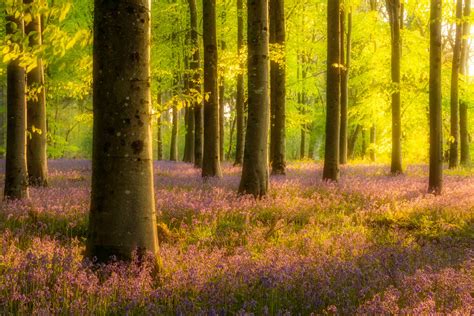 How To Use The Orton Effect Nature Ttl