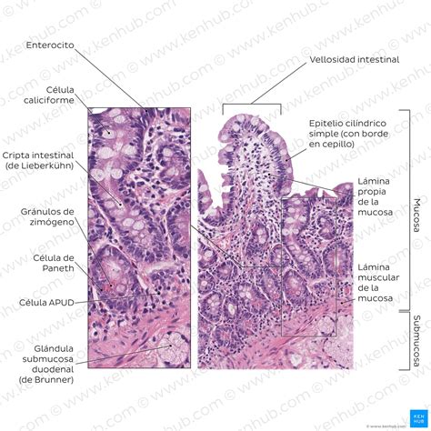 Histología De Aparato Digestivo Duodeno
