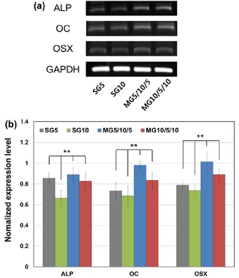 Markers Of Osteogenic Differentiation A The Gene Expression Levels Download Scientific