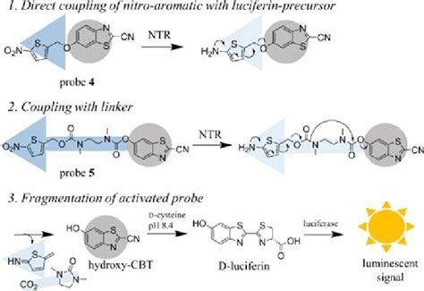 Scheme Of Luminescent Probes For The Selective Detection Of Ntr In Download Scientific Diagram