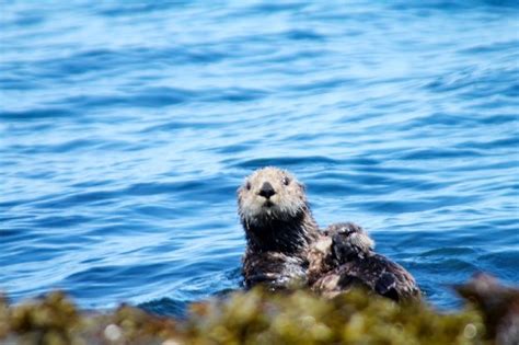 10 чудес Камчатки самые красивые места страны медведей и вулканов By Компания путешествий