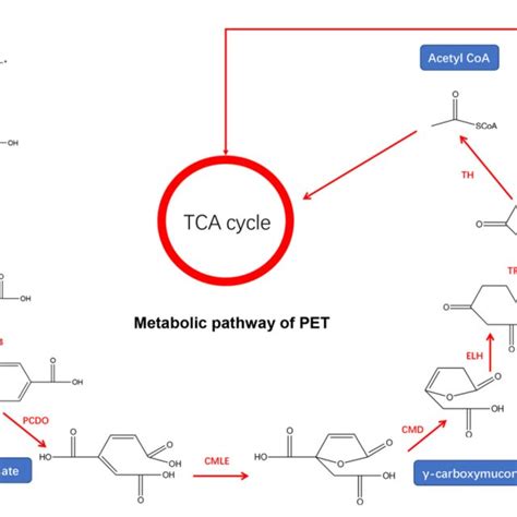 Figure Metabolic Pathway Of Pet Adapted From Previous Studies Yoshida