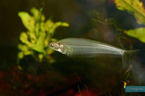 Kryptopterus Minor • Scheda Dei Pesci