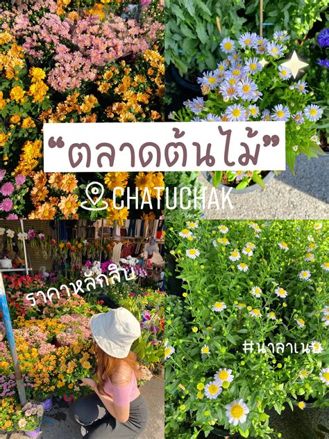 ตลาดต้นไม้ สวนจตุจักร เริ่มต้น 10฿ แกลเลอรีที่โพสต์โดย Nalanoey Lemon8